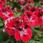 'Elegance Red Velvet' Regal Geranium - 6" Pot | Horst Greenhouse